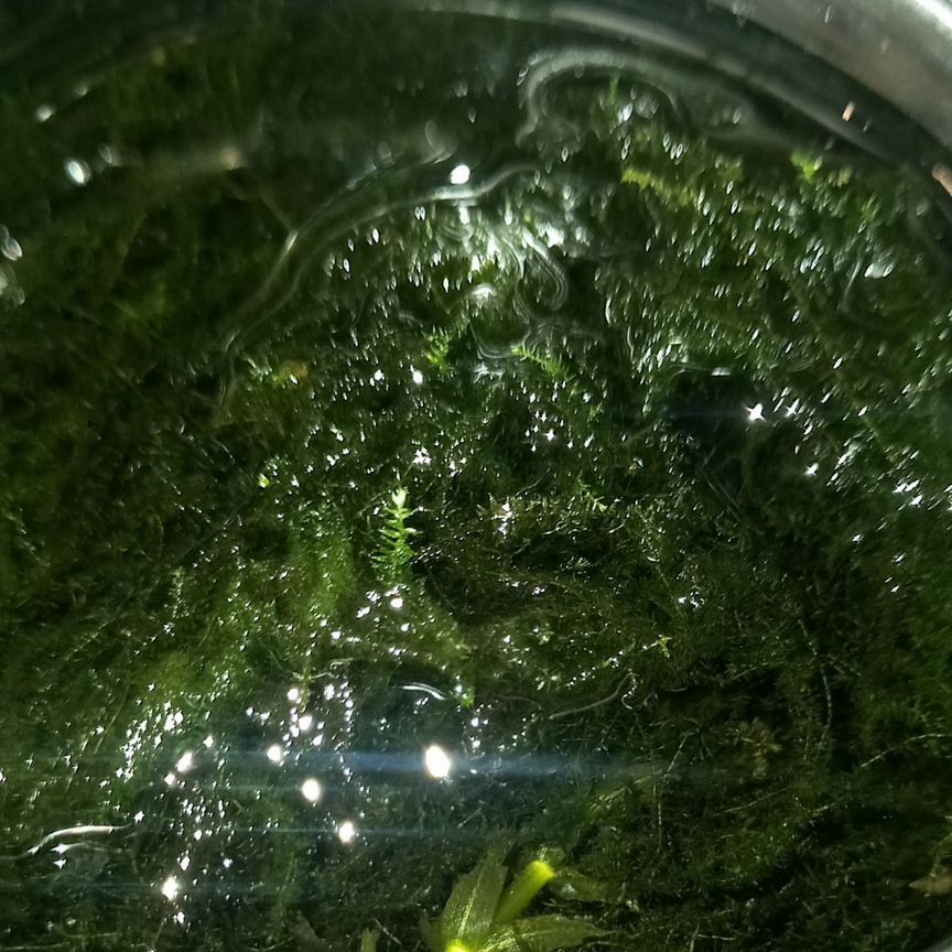 Аквариумное растение