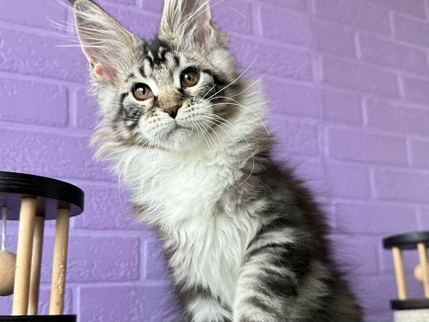 Мейн-кун котёнок