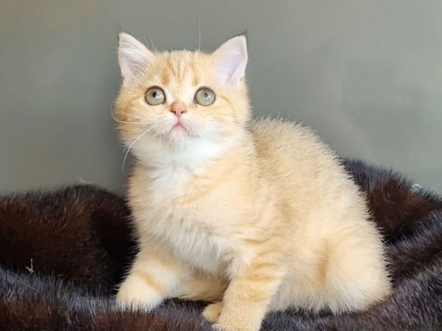 Девочка золотая шиншилла