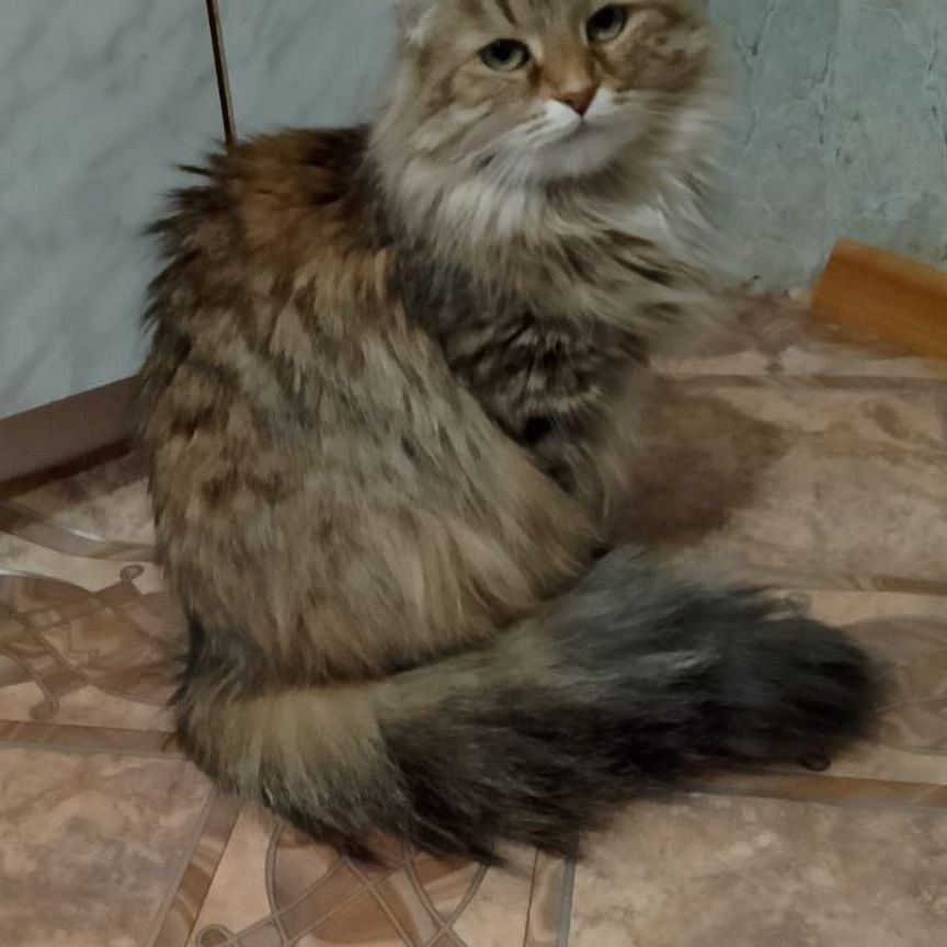 Кошка принесет счастье