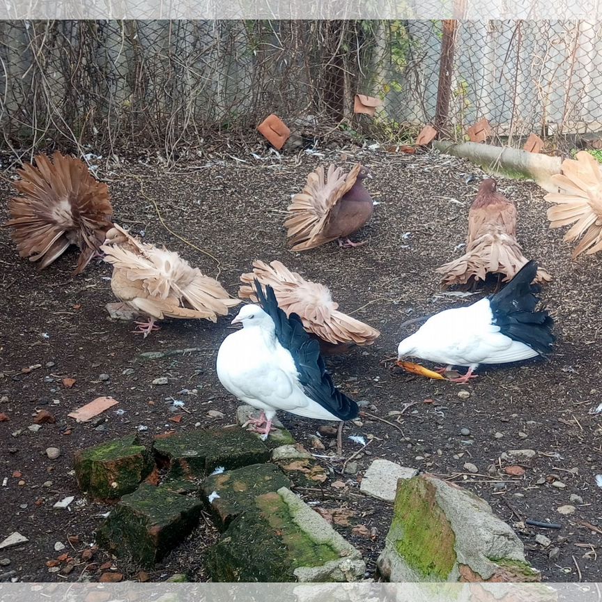 Продажа голубей павлинов