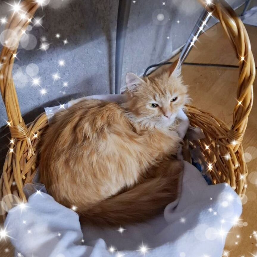 Ищем дом котёнку-девочке