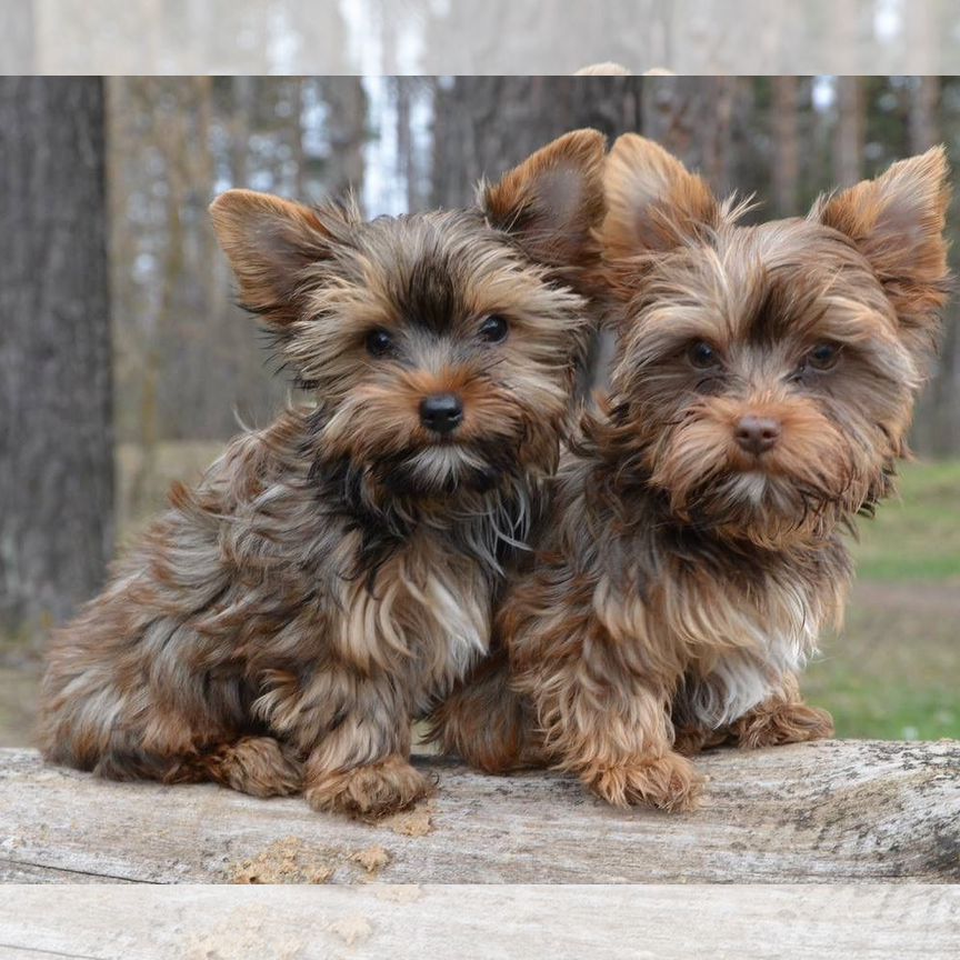 Йоркширский терьер, щенок