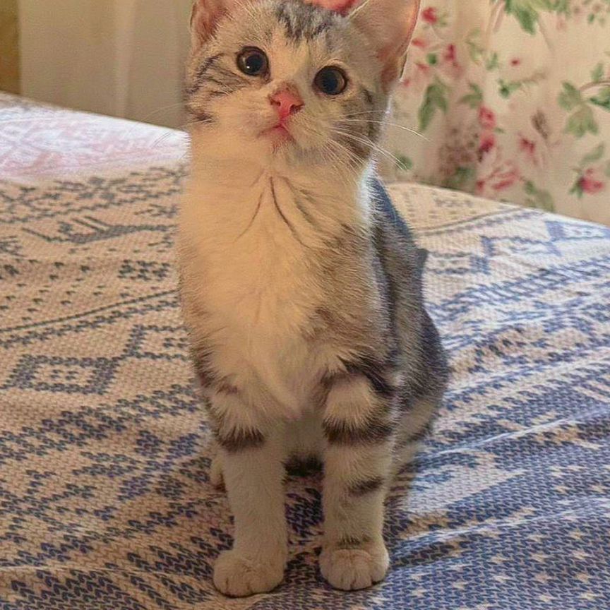 Котёнок в добрые руки