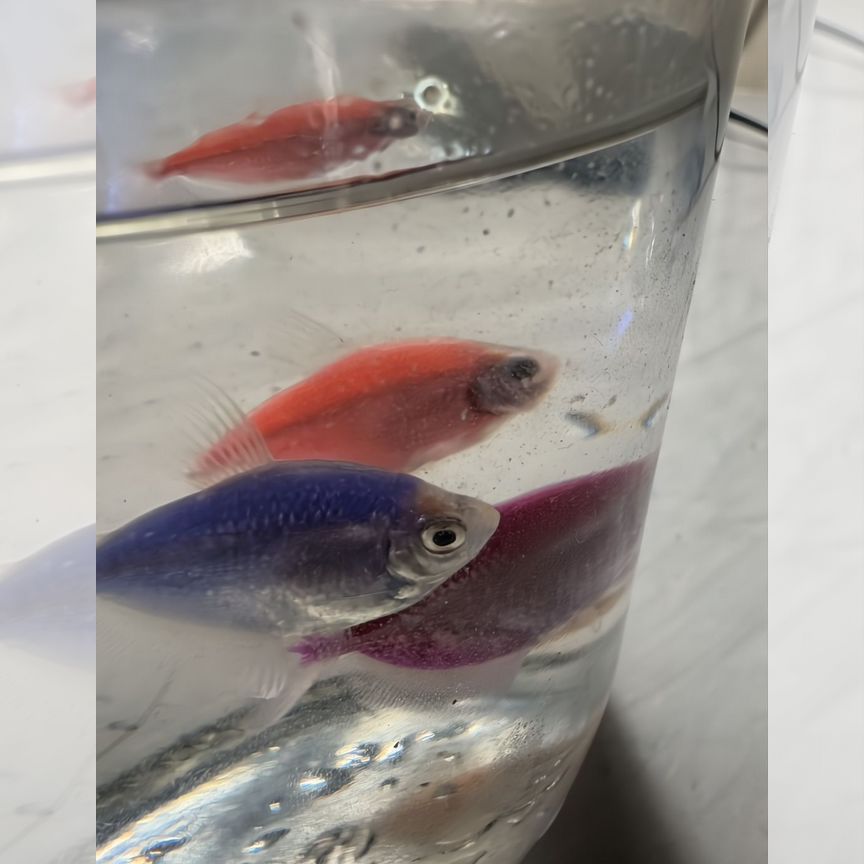 Аквариумные рыбки