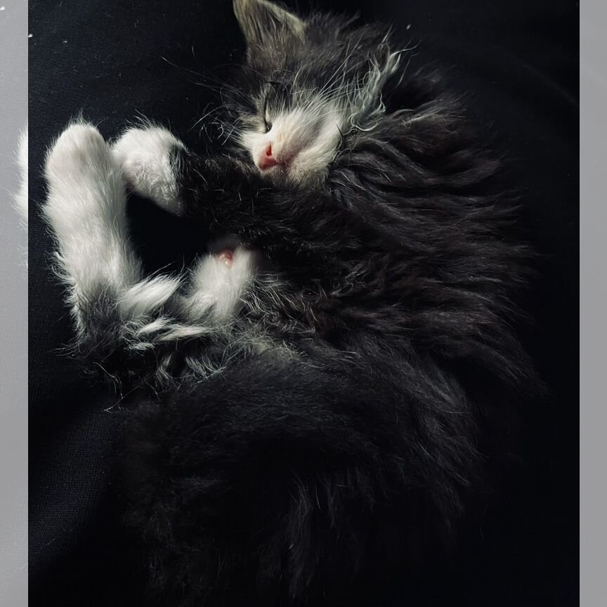 Мейн-кун котёнок