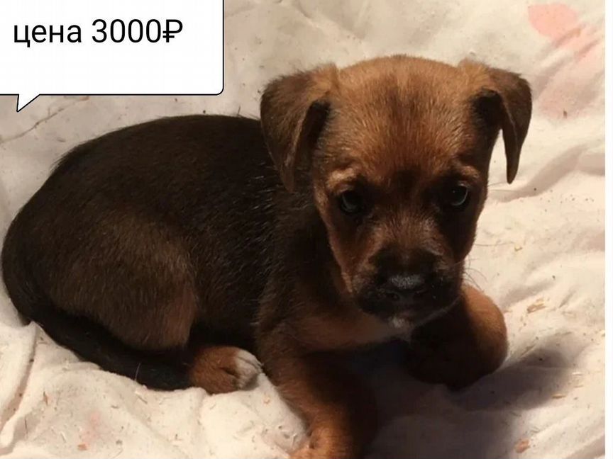 Комнатные собачки/щенки