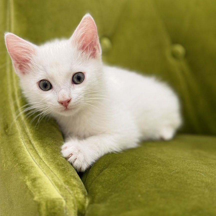 Котенок ищет доброе сердце