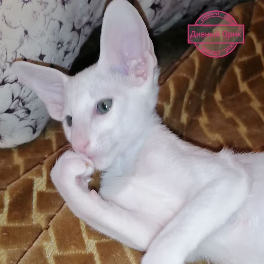 Ориентальные котята