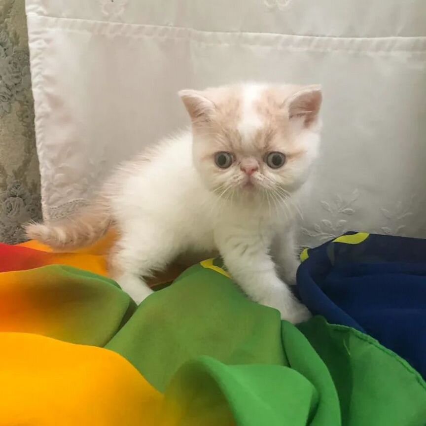 Экзотическая кошка