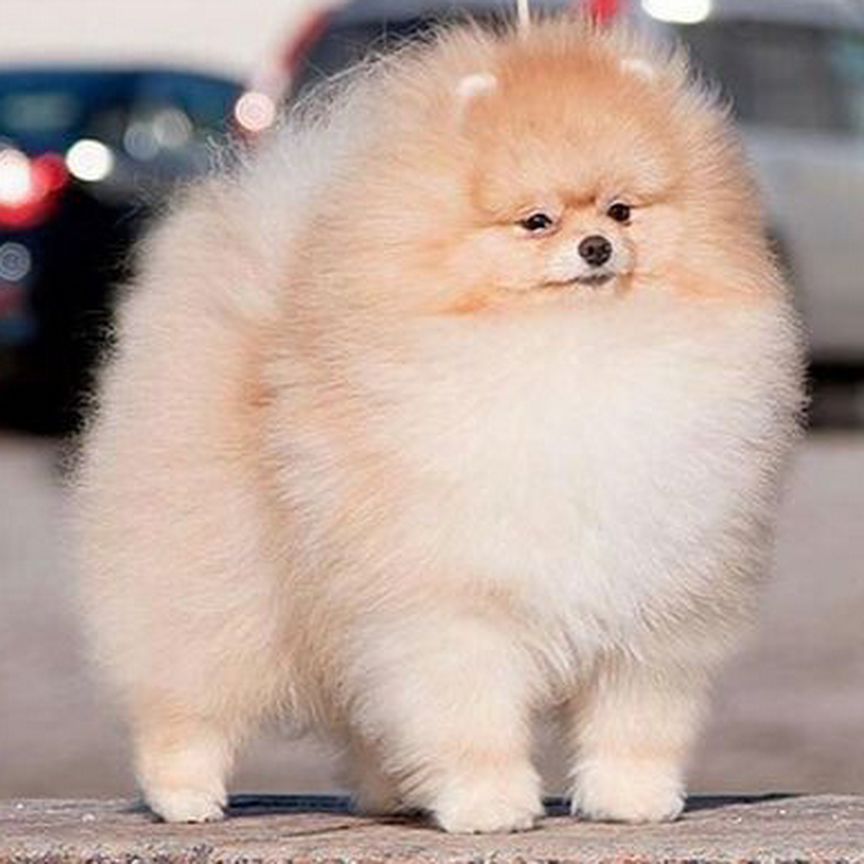 Померанский шпиц, щенок