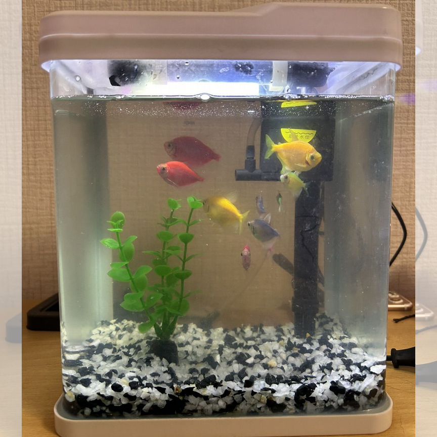 Аквариум с рыбками