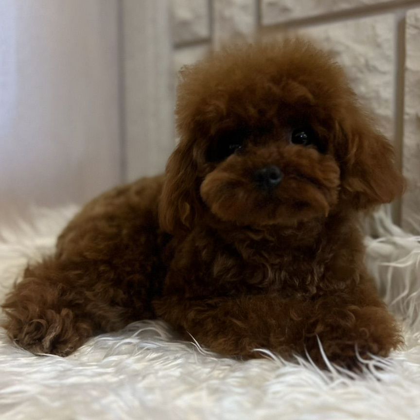 Пудель, взрослая собака