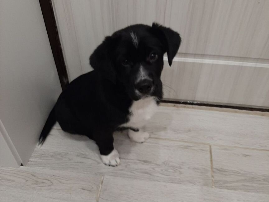 Собака в добрые руки(спаниель хаски)