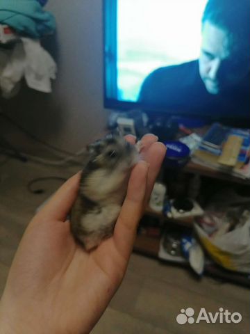 Джунгарский хомяк с клеткой бесплатно