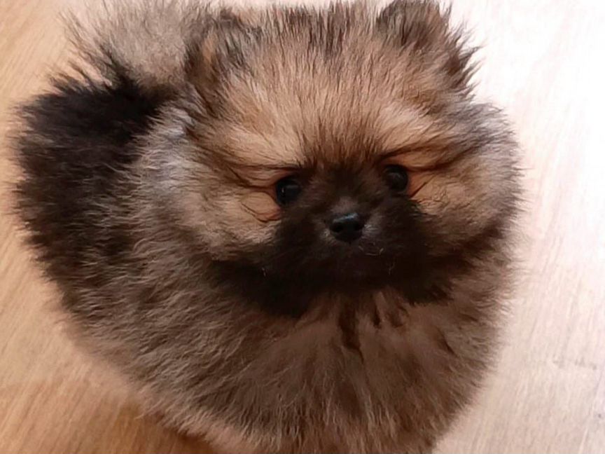 Микро мальчик песец эксклюзив