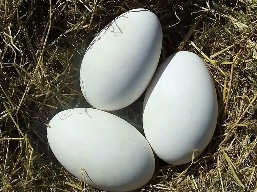 Яйцо гусиное