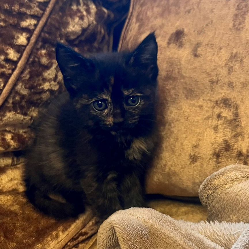 Мейн-кун котёнок