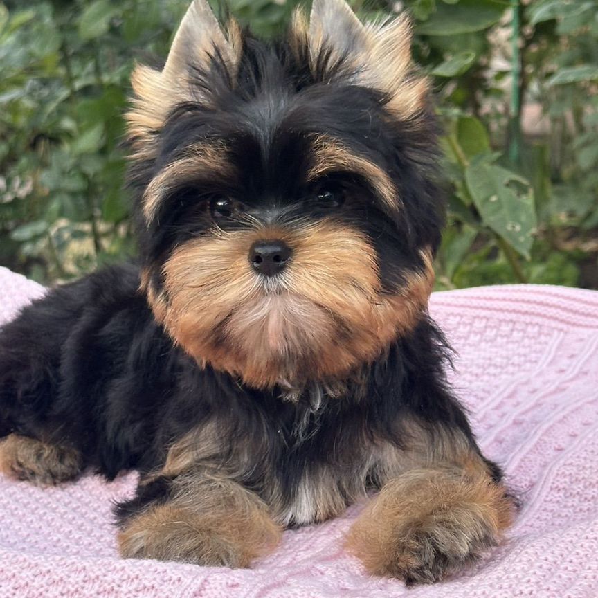 Шикарная стандартная девочка йорк