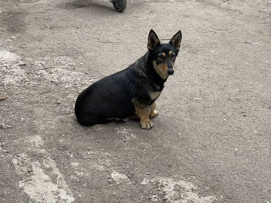 Собака корги с немецкой овчаркой