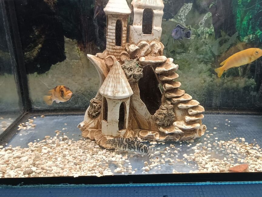 Рыбки Цихлиды