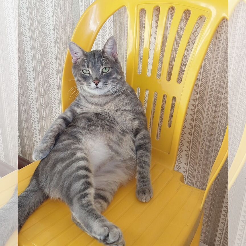 Коты в добрые руки мальчики