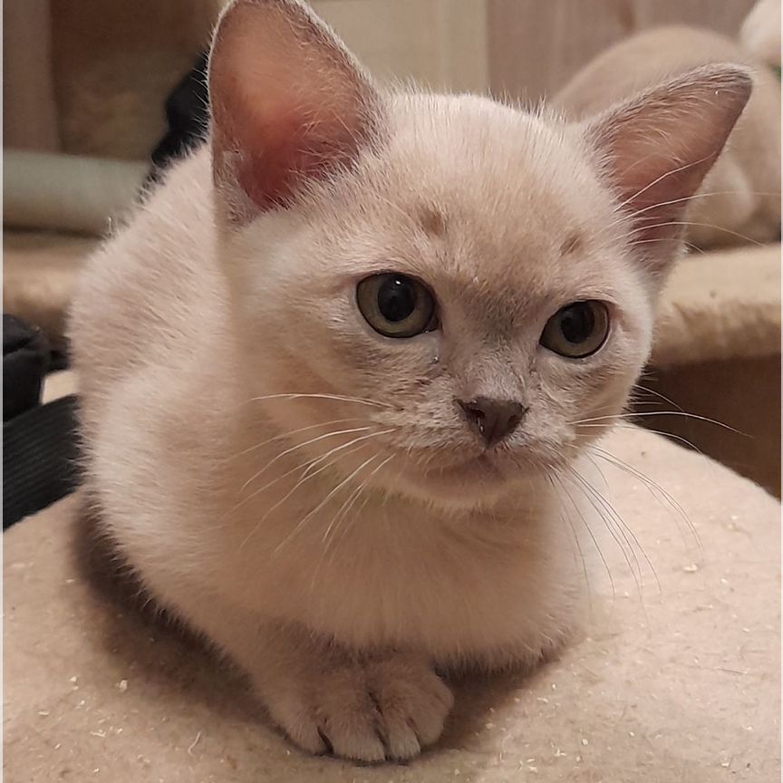 Европейский бурманский котёнок