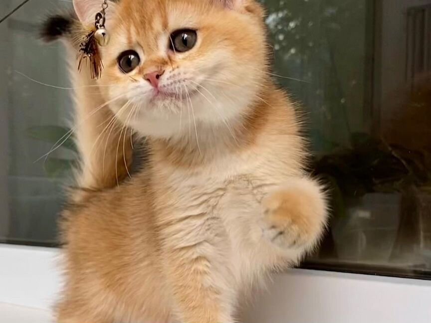 Шотландские котята
