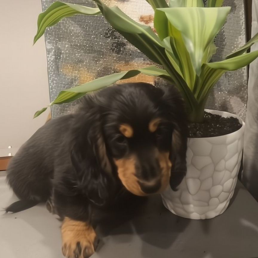 Такса, щенок