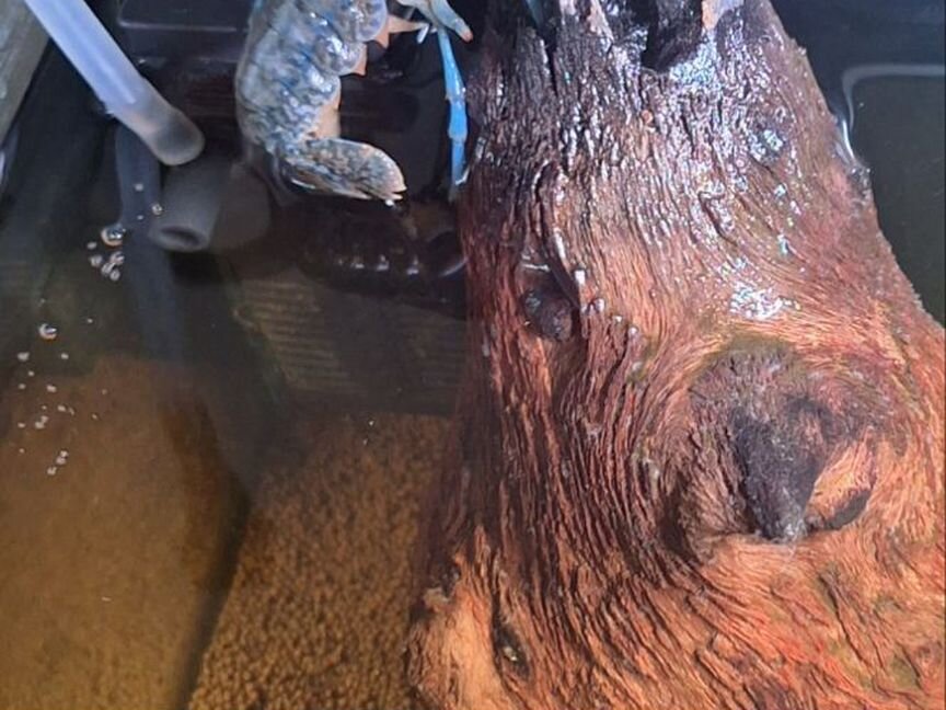 Флоридский рак