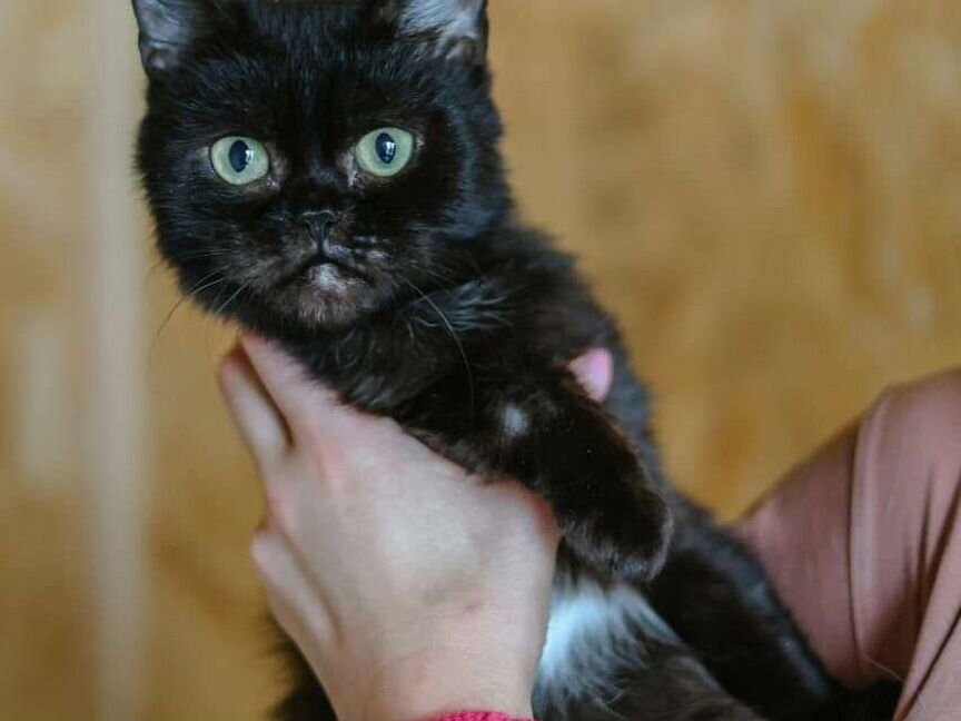 Кошечка экзот в добрые руки