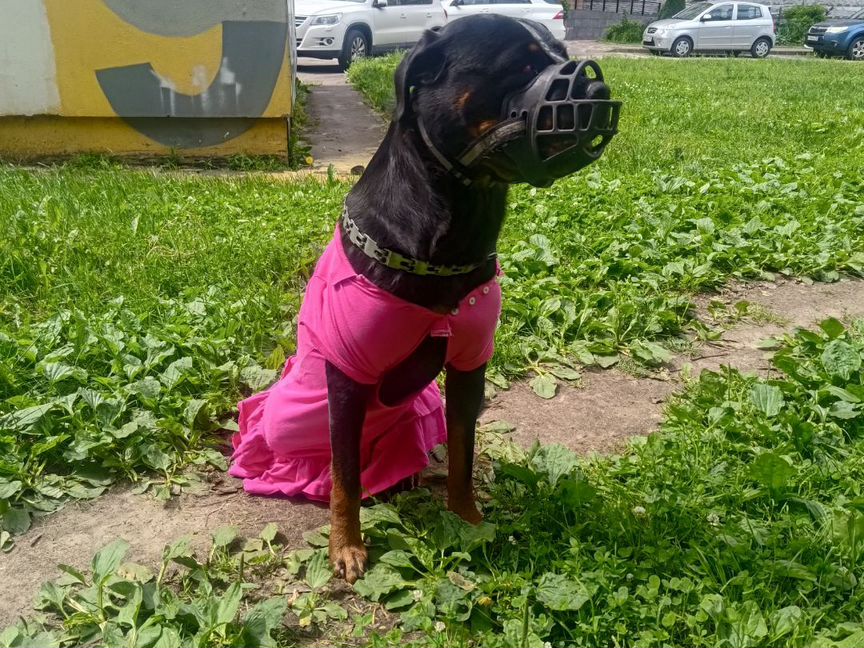 Ротвейлер чистокровный бесплатно
