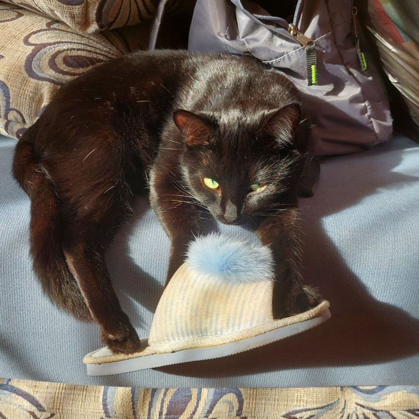 Взрослая, Девочка кошка в добрые руки