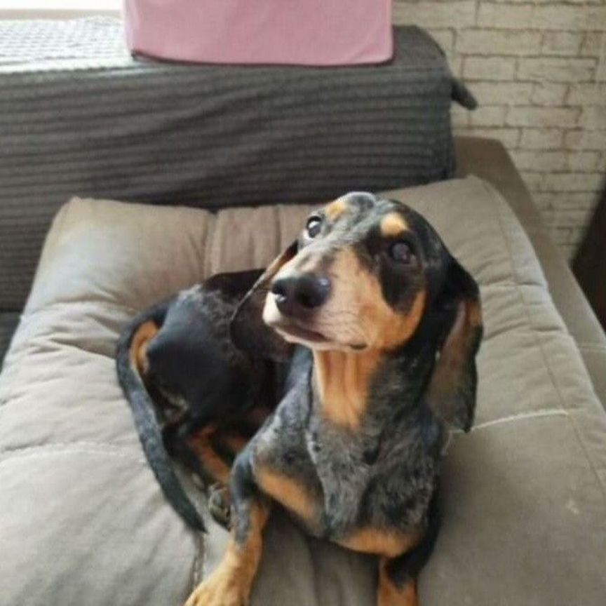 Таксе нужен дом