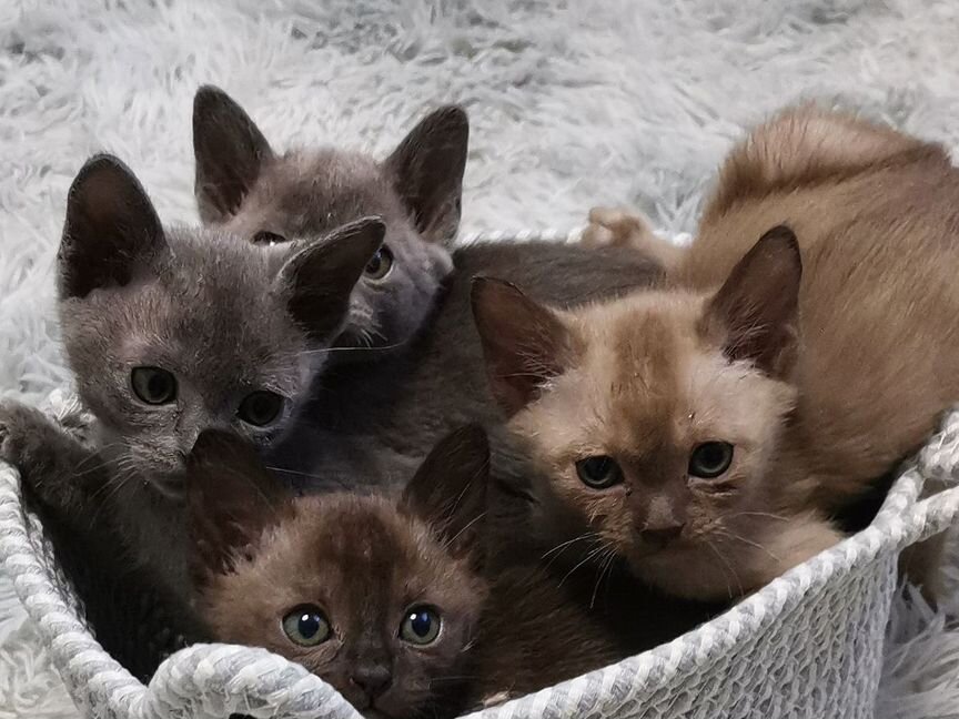 Бурманские котята
