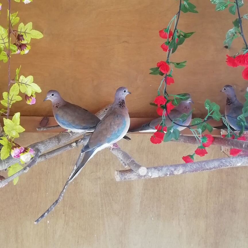 Сенегальская горлица