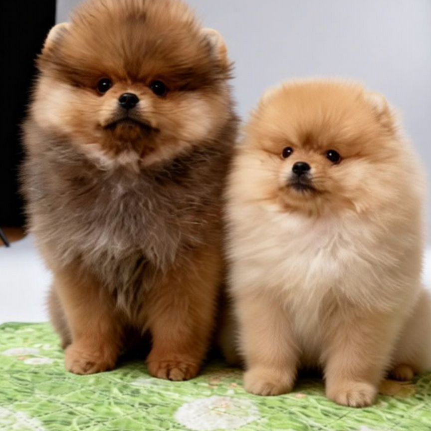 Померанский шпиц, щенок