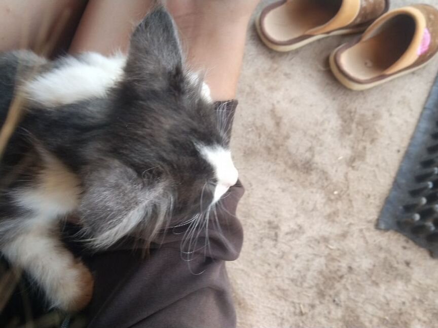 Кошечка в добрые руки