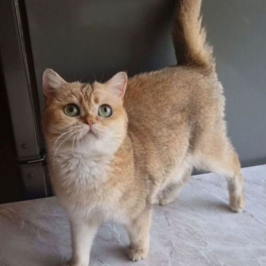 Девочка золотая шиншилла