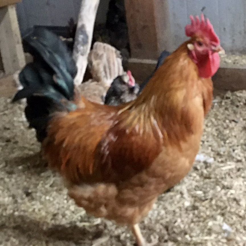 Петух Кучинская Юбилейная