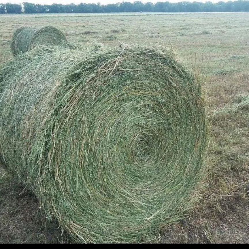 Сено луговое и люцерна с доставкой