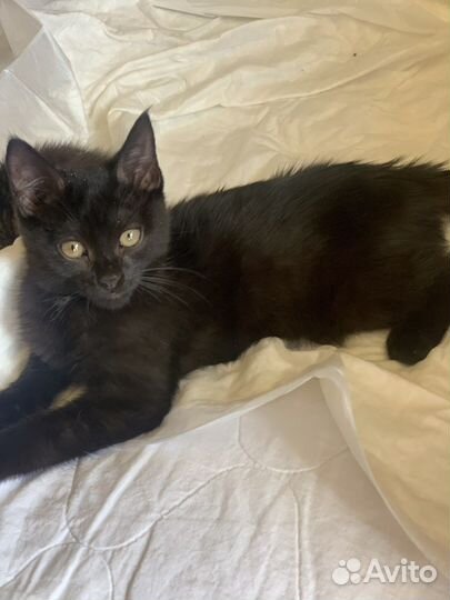 Котёнок мальчик 3 мес