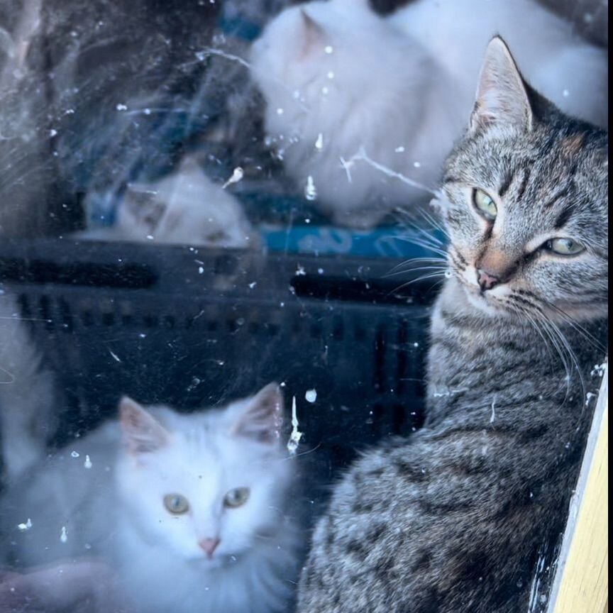 Кошки в заброшке