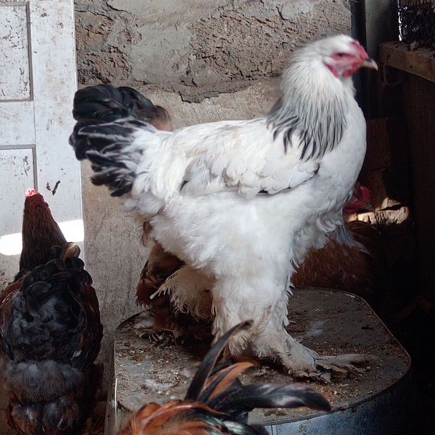 Петухи Брама