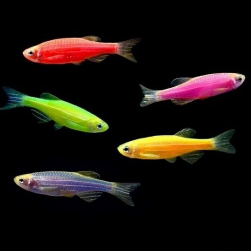 Рыбки данио