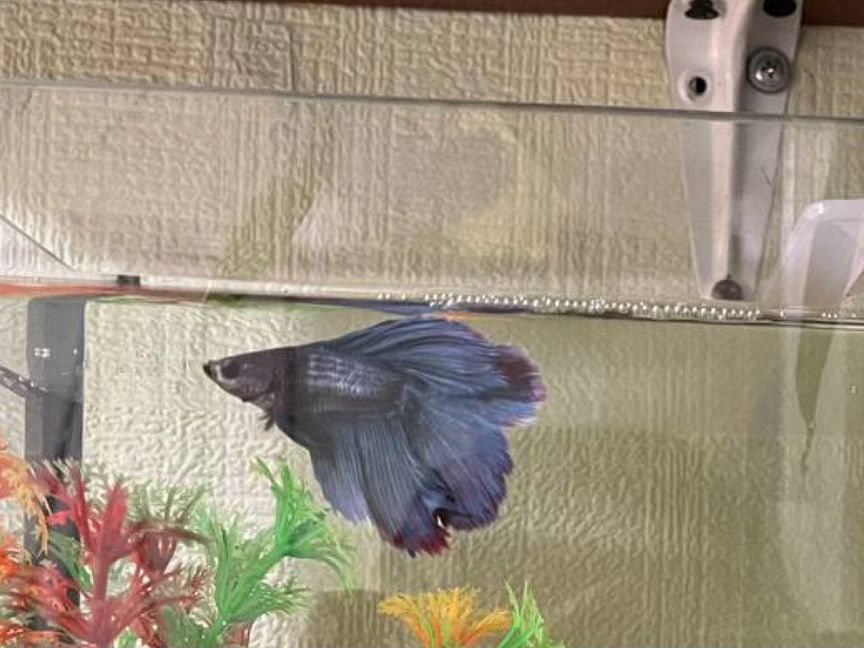 Петушок сиамский (самец и самка) без аквариума