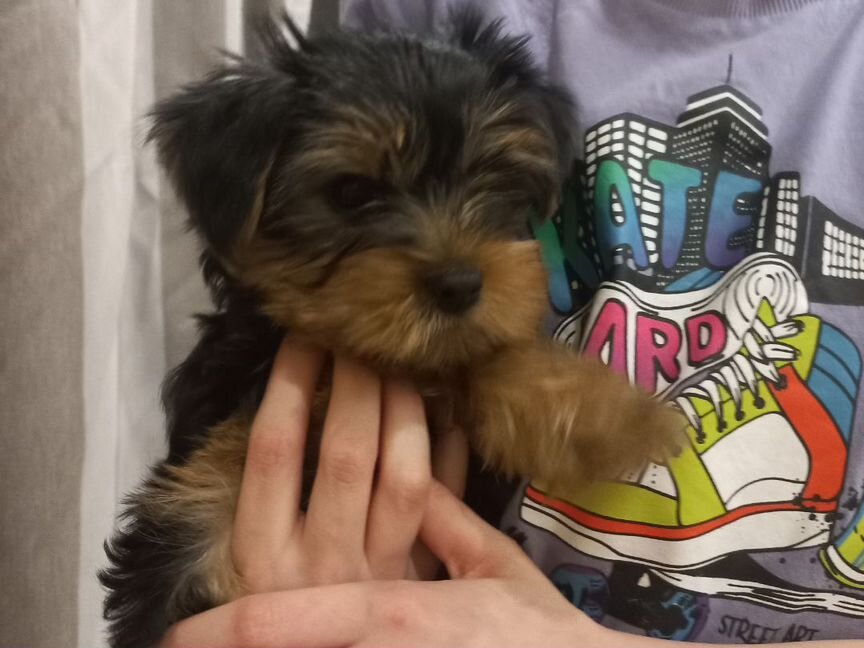 Йоркширский терьер