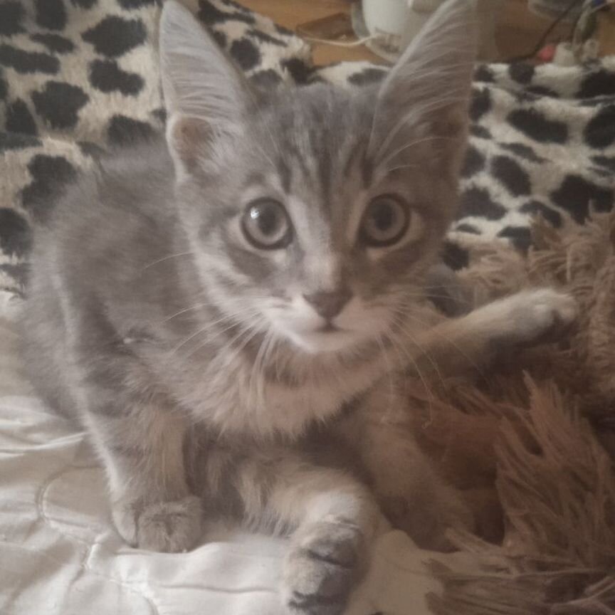 Котёнок мальчик в добрые руки