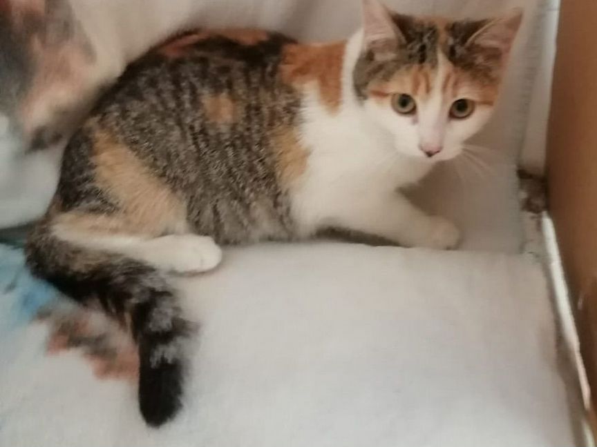 Котята в добрые руки бесплатно