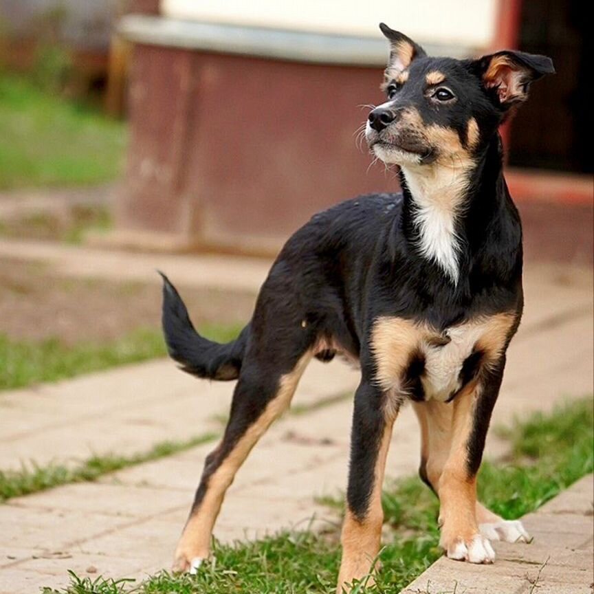 Мексиканская голая собака, щенок